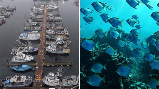 Tracking fisherman to track fish: How scientists are using vessel monitoring systems to better understand the oceans