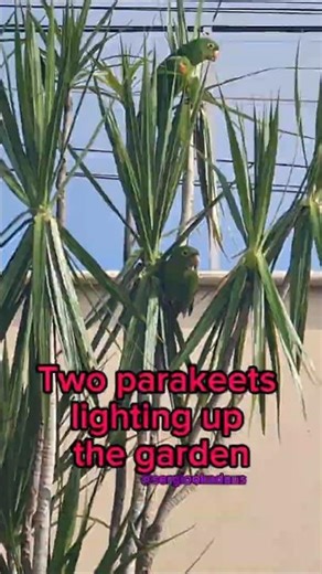 Happy Parakeet Couple in the Garden 🌿💚🦜 — A Moment That Lifts Your Heart!