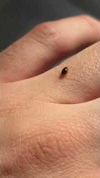 These Rochaina peruana babies are so cute! If I can rear them to maturity, it'll be a hobby first! 😁