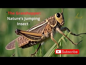 "The Grasshopper: Nature’s Jumping Insect"