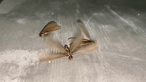 Mating Behavior Winged Termites Male Follows Stock Footage Video (100% Royalty-free) 3680292895 | Shutterstock