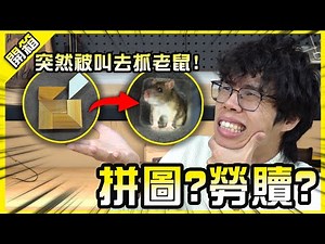 鼠哥再臨！解PUZZEL解一半去抓老鼠是什麼體驗？【胡買海開】