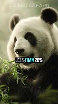 The Secret Life of Pandas 🐼 | Facts You Never Knew About the Gentle Giant #wildlife