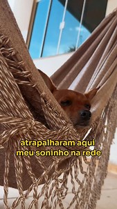 10K reactions · 1.1K shares | A Pitaya já está com o RG prontinho e...