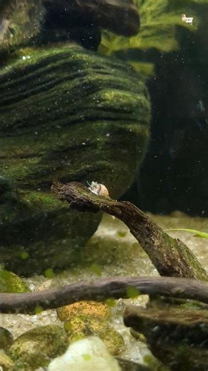 So relaxing 😌 time lapse 36second's 💯😍 #timelapse #beautiful #aquarium #fish #colors #wateranimals🐠🐌