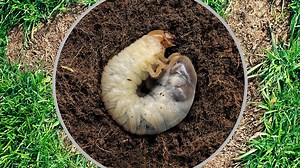 What Is a Lawn Worm? How to Deal with these Pests