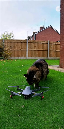 Maine Coon Vs Drone Spin #mainecoon#funnycat#viralvideosシ#fypシ゚#cat | Fun Files