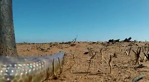 Isn’t this phenomenal? 😮 Amie Hindson captured this gorgeous black-headed python on her GoPro in Cape Range National Park in WA. She says: “These guys are found in the northern half of Australia, and feed primarily on reptiles (including other snakes). This particular individual was about two metres long and appeared rather cruisy and inquisitive.” 🎥: @amie.hindson on Instagram | #ABCMyVideo | ABC Australia