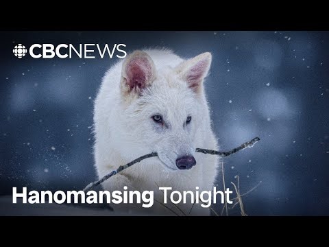 Scientists say they've reintroduced the dire wolf. Is that true? | Hanomansing Tonight