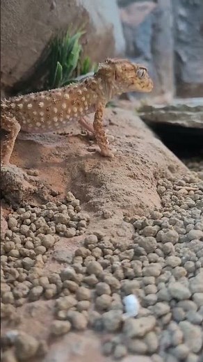 棘皮瘤尾守宮Centralian Rough Knob-tailed Gecko/Taipei Zoo