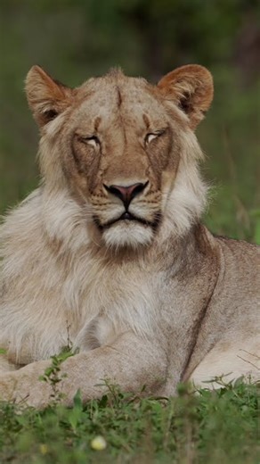 Future king inspecting his kingdom #shorts #wildlife #lion