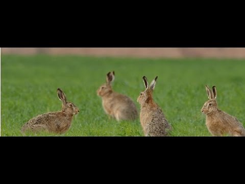Chasse du lièvres et du faisans aux chiens d'arrêts - Setter Gordon -