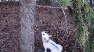 Dogs who found the perfect stick | Funny Dog Videos