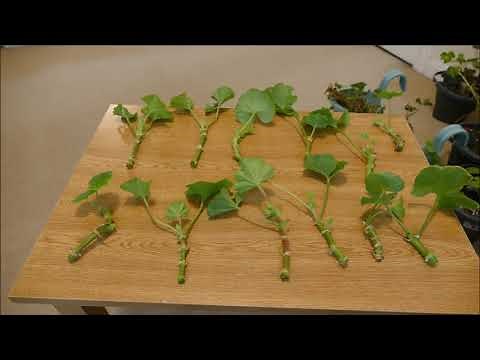 Taking Pelargonium Cuttings (Zonal And Ivy Leaved Geranium)