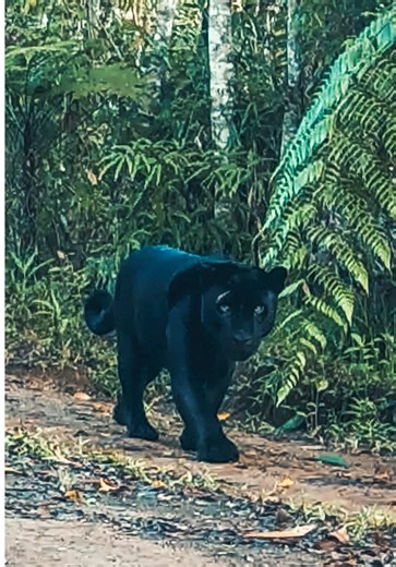 • BLACK JAGUAAAARRRR ALERRRT! 🚨😱🎥🐆🖤🇨🇷 THIS IS JAGI! MOVING IN BROAD DAYLIGHT WITH FULL CONFIDENCE AND RAW POWER, THIS IS THE CLEAREST VIDEO WE HAVE SO FAR OF THIS NEWLY DETECTED MELANISTIC (BLACK) JAGUAR. SEEING A BLACK JAGUAR WALKING OPENLY UNDER NATURAL LIGHT IS EXTREMELY RARE, AND MAKES THIS MOMENT TRULY EXCEPTIONAL! 🖤 Jagi is our new melanistic jaguar, a young male in excellent physical condition. Based on territory use and timing, he is very likely the son of Negro, although we cann