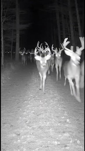 Biggest deer encounter I've ever seen #hunting #wildlife #incredible