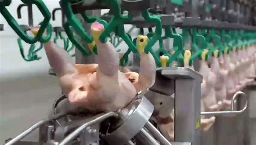 Automatic Chicken Cutting Machine Working Explained