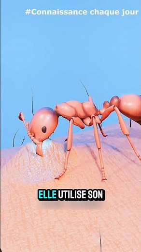 Why do red ants hurt, but not black ones? The surprising truth!