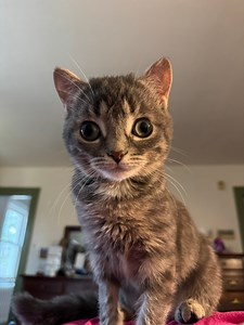 On this U.S. Thanksgiving, I keep coming back to how much has changed for the kittens we care for… and how none of it happens alone. Fizz is a perfect example. The day before she arrived here in New Jersey, she couldn’t walk or even stand on her hind legs. She screamed in pain, even with medication. She needed a shunt placed just so she could have a chance to move without hurting. And now? She runs. She climbs the stairs. She chirps her way through the house with this goofy confidence that still