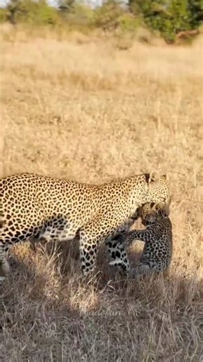 Leopard Mom on a Mission — Carrying Her Baby with Love 💛🐆 Even in the wild, a mother’s love is pure and powerful. 💛🐆 This leopard mom carries her baby with care, proving that love needs no language — just instinct. 🌿✨ #LeopardMom #WildLove #AnimalBond #NatureMagic #BigCatLove #WildlifeReel #LeopardCub #nature #Safari #Wildlife #fblifestyle #shorts | Fyado fun