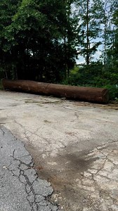 349K views · 5.4K reactions | 36” sinker cypress champion log! #diving #oldgrowth #homedecor #reclaimedwood #cypress #congaree | Congaree Champions | Facebook