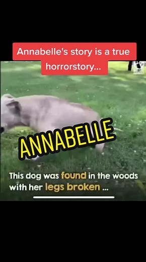 Too many cruel people.. Happy for the caring ones #dog #dogsoftiktok #rescue #pitbull #petsoftiktok #pet #sad #foryourpage #fyp