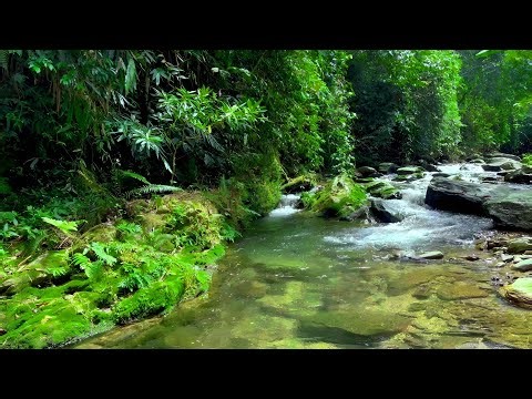 Forest Ambience, Peaceful Forest Stream & Bird Songs, Natural White Noise for Sleep and Relaxation
