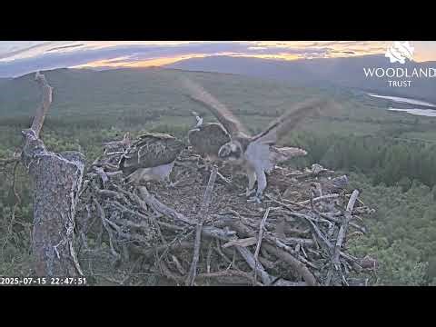 Big lively late night fish supper arrives: Louis the Loch Arkaig Osprey brings a trout 15 Jul 2025