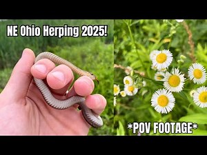 Finding Common Snakes In Ohio! *POV*