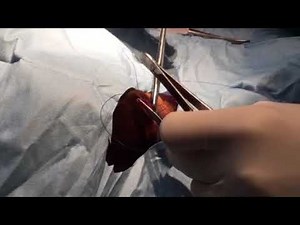 How to correctly treat a cherry eye in a dog