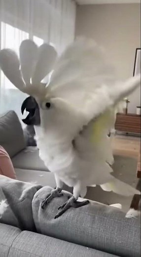 Cockatoo goes WILD in the living room — you won’t believe this meltdown! 🐦 #Cockatoo #PetVideo