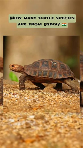 Star Tortoise Family on Instagram: "India is home to around 29 species of turtles and tortoises, spread across rivers, forests, and coastal habitats. This makes India one of Asia’s most turtle-diverse countries! 🌿 Key Facts: • India has 5 sea turtles, including the Olive Ridley, Green Turtle & Leatherback. • Only 2 species are true tortoises: the Indian Star Tortoise and Travancore Tortoise. • Freshwater turtles are the largest group, living in rivers like the Ganga & Brahmaputra. • Turtles are