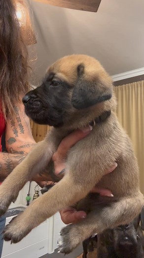 6 comments | Apricot boy- black collar | Midwest Mastiffs | Facebook