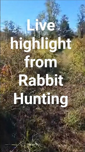 Live highlight From Rabbit Hunting #howtotrackarabbit #puppy #hunting #doglife