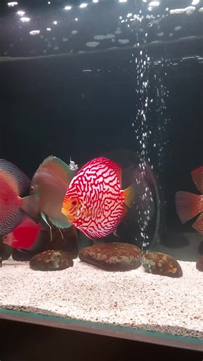 Discus Pigeons: Size and Care for Aquatic Beauty