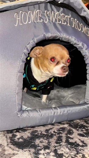 Creating the Perfect Indoor Pet House for Dogs and Cats