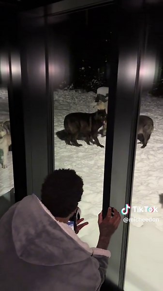 Laughing Wolves: Discover Their Unique Sounds