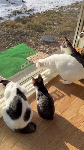 にゃるそっく🐱#保護猫#ずっとのお家#保護猫去勢手術