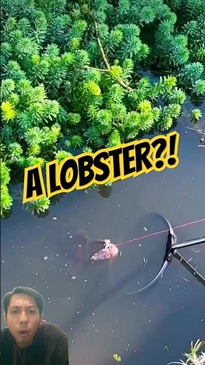 Epic Lobster Catch! Watch This Angler's Amazing Strike! 🦞 #Fishing