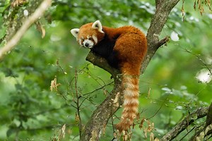 International Red Panda Day: How One Celebration Is Raising Global Awareness