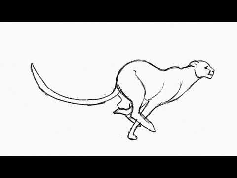 My 6th Animation—Cheetah, 4-Legged Run Cycle