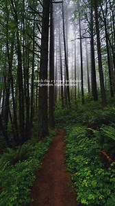 1.2M views · 64K reactions | A quick feed reset to start off the year  #pnw #forestbathing #soundsofnature #shotoniphone #reset | Jhamil Bader | Facebook