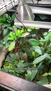 Moving a rare venomous snake 🐍 Our Zookeepers are specially trained to be able to safely handle venomous snakes when required. There are only around 500 Mangshan pit vipers remaining in the wild, but at the zoo we’re going to breed these snakes and break ground on understanding their species. At Secret Life of Reptiles and Amphibians, opening this Easter, you will be able to see the only Mangshan pit vipers in any zoo in the UK. Our Conservation HQ series is created in partnership with LionTrus