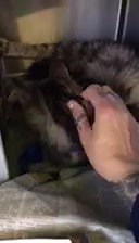 28 reactions · 22 shares | Update: Star has been adopted! Meet...