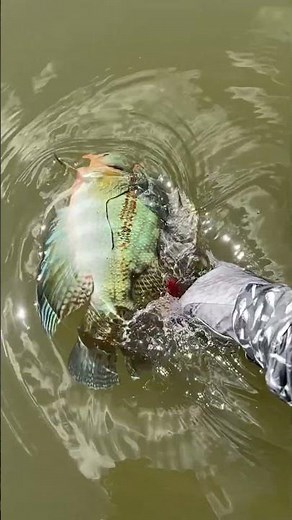 Parrot Cichlid - Hoplarchus psittacus