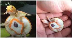 Special needs turtle with exposed heart gets adopted