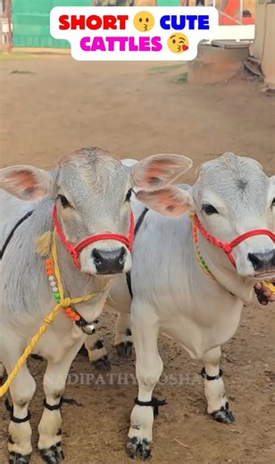 Meet the Nadipathy Cattle: The World's Smallest Cows! Standing just 1 to 2 feet tall (that's small dog size!), they're calm, friendly, and fit virtually anywhere. Apartment living? Check. Road trip buddy? They ride in the car! Bedtime companion? They sleep right under your bed. Big charm in a tiny package! 📍 Nadipathy Goshala, Lingamparthy, Konda Thimmapuram Road, Yeleswaram Mandal, Kakinada District, Andhra Pradesh, India - 533429 🌐 Website: minicows.co.in 📞 Contact: 91 8885011320 | Hindi: 9