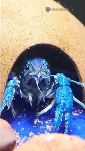 The Rare Blue Lobster Phenomenon!