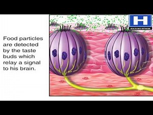 what are taste buds - How taste buds works - Taste buds physiology, mechanism and functions