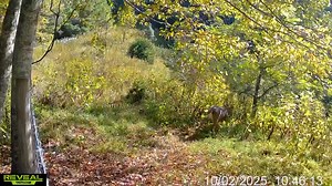Does and a buck checking mock scrape. Washington county | Star City Whitetails